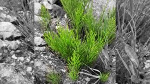 Paku Ekor Kuda, Tanaman Herba Abadi yang Kaya Manfaat