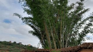 Bambu Raksasa, Terbesar di Dunia Tingginya Bisa Capai 42 Meter