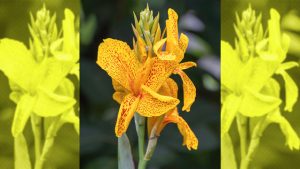 Bunga Tasbih Tanaman Hias yang Cantik dan Bermanfaat