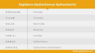 Kapibara Hewan Pengerat Besar yang Gemar Bersosialisasi