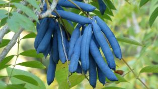Mengenal Blue Sausage Fruit, Buah Konsumsi Suku Lapcha