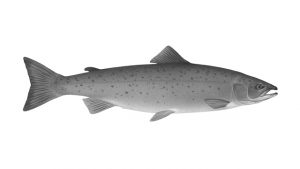 Salmon Atlantik, Ikan Anadromus yang Tinggi Protein