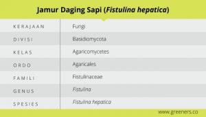 Jamur Daging Sapi, Si Merah Segar yang Kaya Asam Fenolat