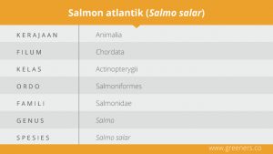 Salmon Atlantik, Ikan Anadromus yang Tinggi Protein