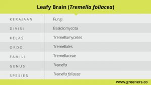 Leafy Brain, Jamur Jeli Parasit Pada Jamur Pembusuk Kayu