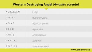 Western Destroying Angel, Jamur Mematikan dari California