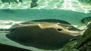 Pari Sungai Raksasa, Ikan Sungai yang Terancam Punah