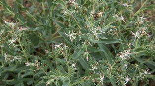 Mengenal Gaozaban, Tanaman Asli Iran yang Sangat Berkhasiat