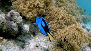 Ikan Leter Enam, Miliki Duri Beracun dan Tulang Ekor Setajam Silet