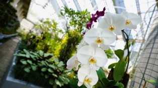 HUT ke-206, Kebun Raya Bogor Tingkatkan Pengelolaan Kebun Raya