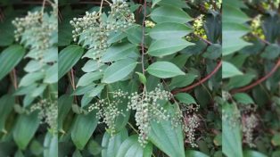 Tanaman Akar Kelimpar, Lada Hitam Palsu yang Bersifat Karminatif