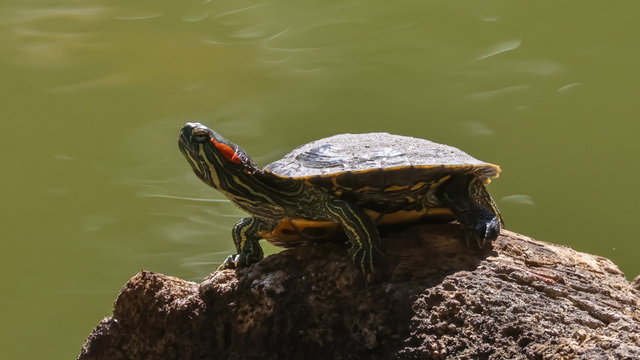 Trachemys scripta elegans - Greeners.Co