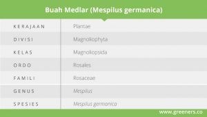 Mengenal Buah Medlar, Kerabat apel yang Kerap Dijadikan Wine