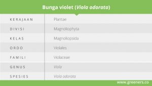Bunga Violet, Dijadikan Makanan dan Bahan Pembuat Parfum