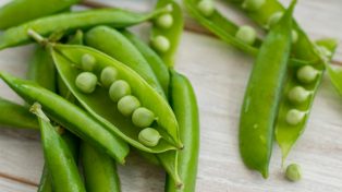 Kacang Polong Sumber Makanan yang Menyuburkan Tanah