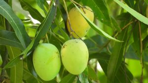 Mangifera indica, Mangga Asal India yang Lezat Dikonsumsi