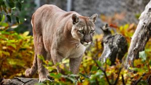 Puma, Singa Gunung yang Membunuh 48 Ekor Ungulata per Tahun