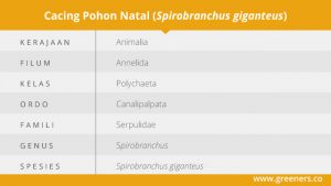Cacing Pohon Natal Bersimbiosis Dengan Terumbu Karang