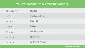 Yellow Colchicum Tanaman Obat Paling Langka