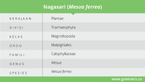 Nagasari Pohon Aromatik dan Berkayu Sangat Keras dari Asia