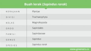 Buah Lerak Dimanfaatkan Sebagai Deterjen dan Insektisida Alami