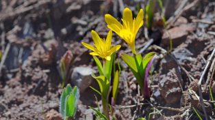 Yellow Colchicum Tanaman Obat Paling Langka