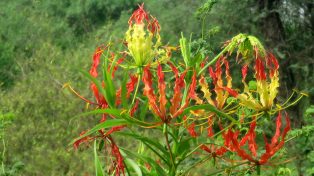 Kembang Sungsang, Tanaman Obat dengan Berbagai Manfaat