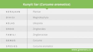 Kunyit Liar, Tanaman Obat yang Berbau Menyengat