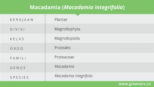 Macadamia, Kacang Mahal yang Tinggi Protein