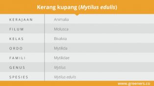 Kerang Kupang, Pengganti Daging Sapi dan Ayam