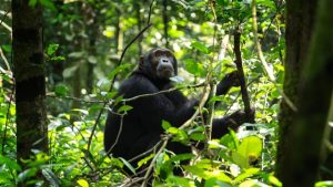 Simpanse, Kera Besar yang Cerdas dari Benua Afrika