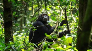 Simpanse, Kera Besar yang Cerdas dari Benua Afrika