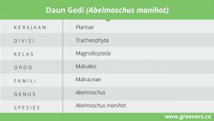 Daun Gedi, Dikenal Sebagai Obat Herbal dan Sayuran Konsumsi