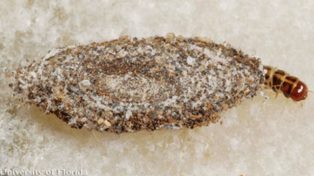 Kamitetep, Hama Rumah Tangga yang Bisa Bikin Kulit Gatal