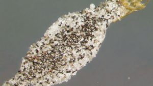 Kamitetep, Hama Rumah Tangga yang Bisa Bikin Kulit Gatal