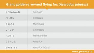 Acerodon jubatus, Keleawar Raksasa Mahkota Emas dari Filipina