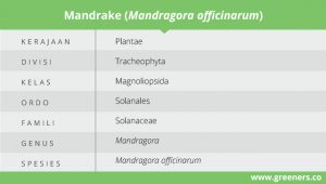 Mandrake, Tanaman Berakar Seperti Manusia di Film Harry Potter