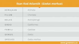 Ikan Kod Atlantik, Penghasil Bahan Baku Suplemen Minyak Ikan