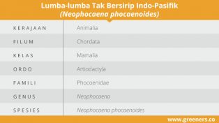 Neophocaena phocaenoides, lumba-lumba tak bersirip Indo-Pasifik